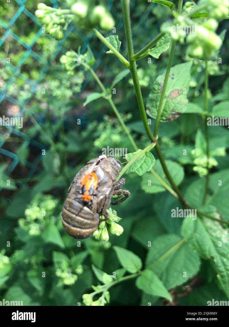 Typical cicadas hi-res stock photography and images - Alamy