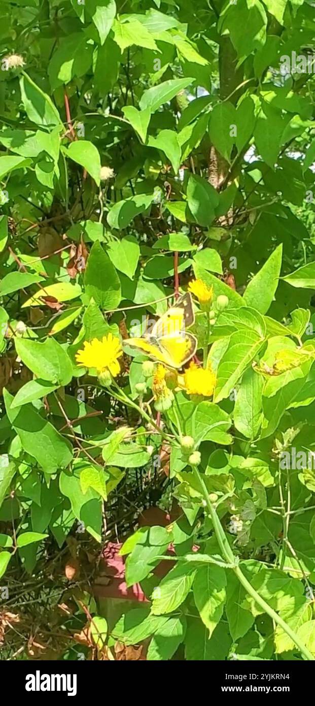 Orange Sulphur (Colias eurytheme Stock Photo - Alamy