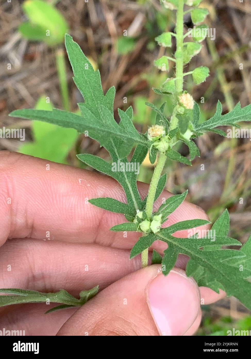 Western ragweed hi-res stock photography and images - Alamy