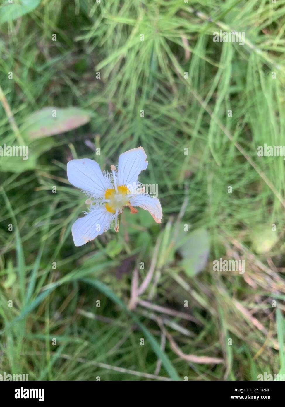 Fringed parnassia hi-res stock photography and images - Alamy