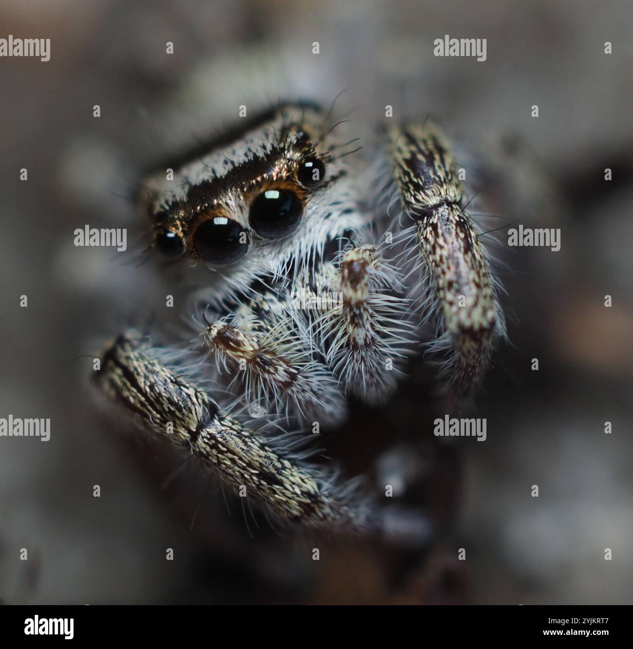 Bronze Jumping Spider (Eris militaris Stock Photo - Alamy