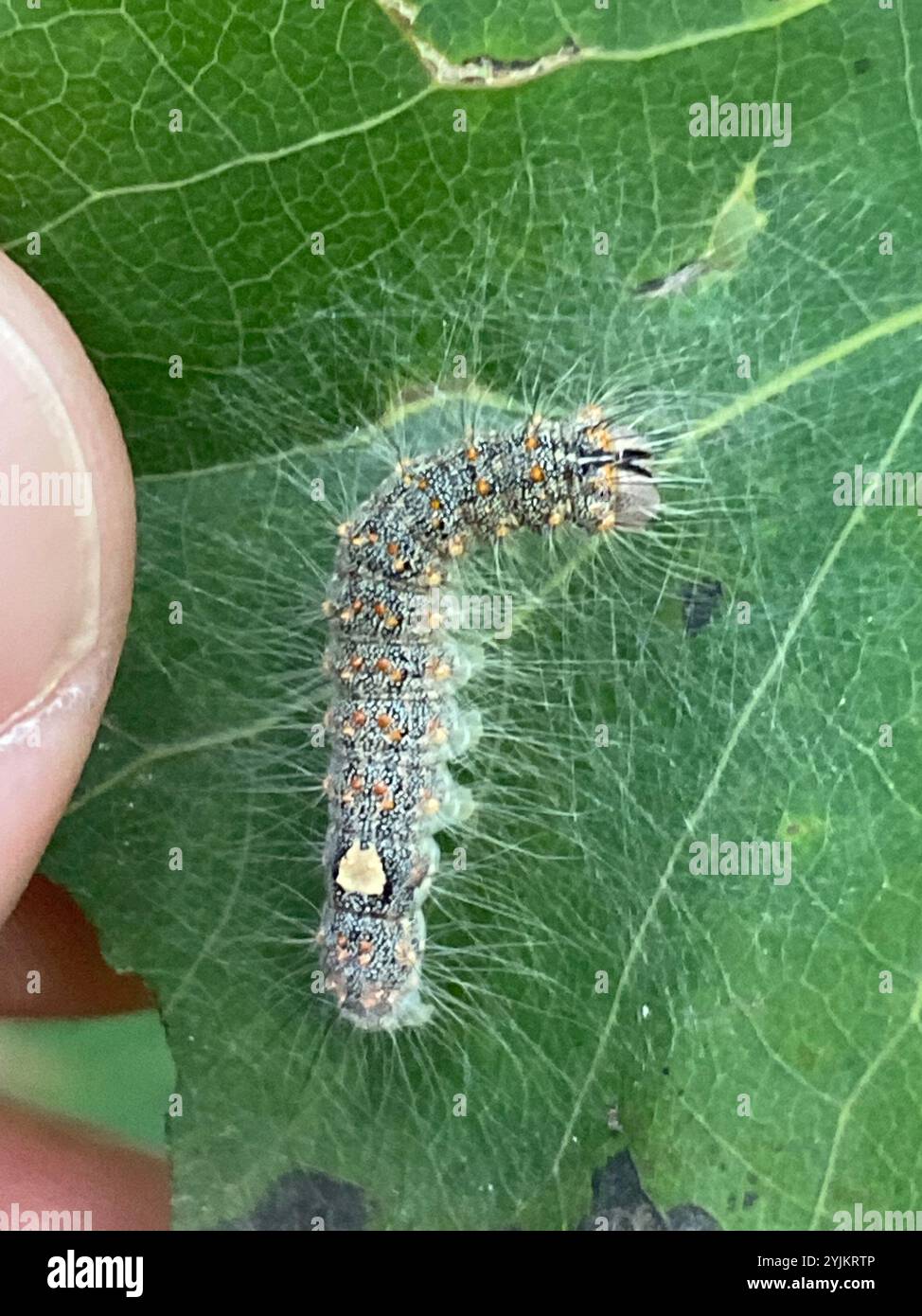 Poplar Grey (Acronicta megacephala Stock Photo - Alamy
