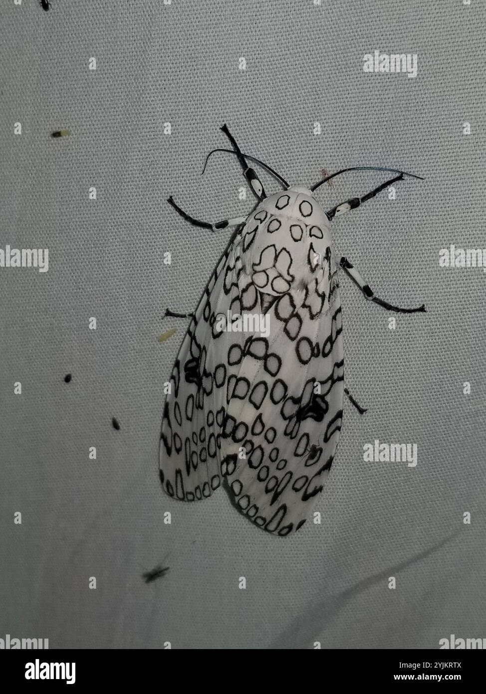 Giant Leopard Moth (Hypercompe scribonia Stock Photo - Alamy