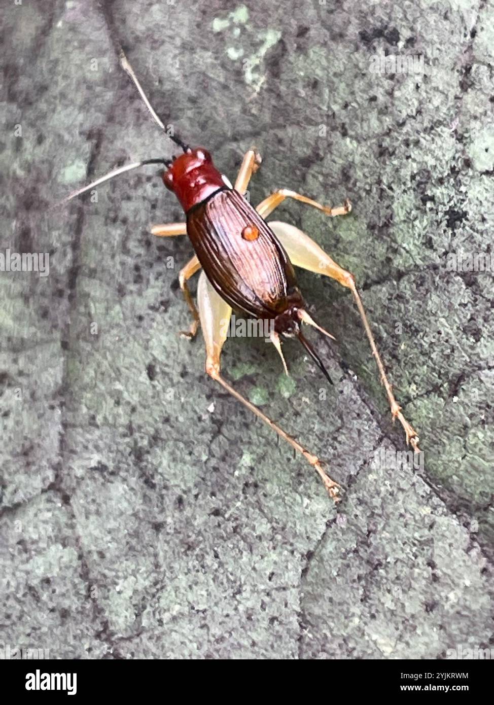 Red headed bush cricket hi-res stock photography and images - Alamy