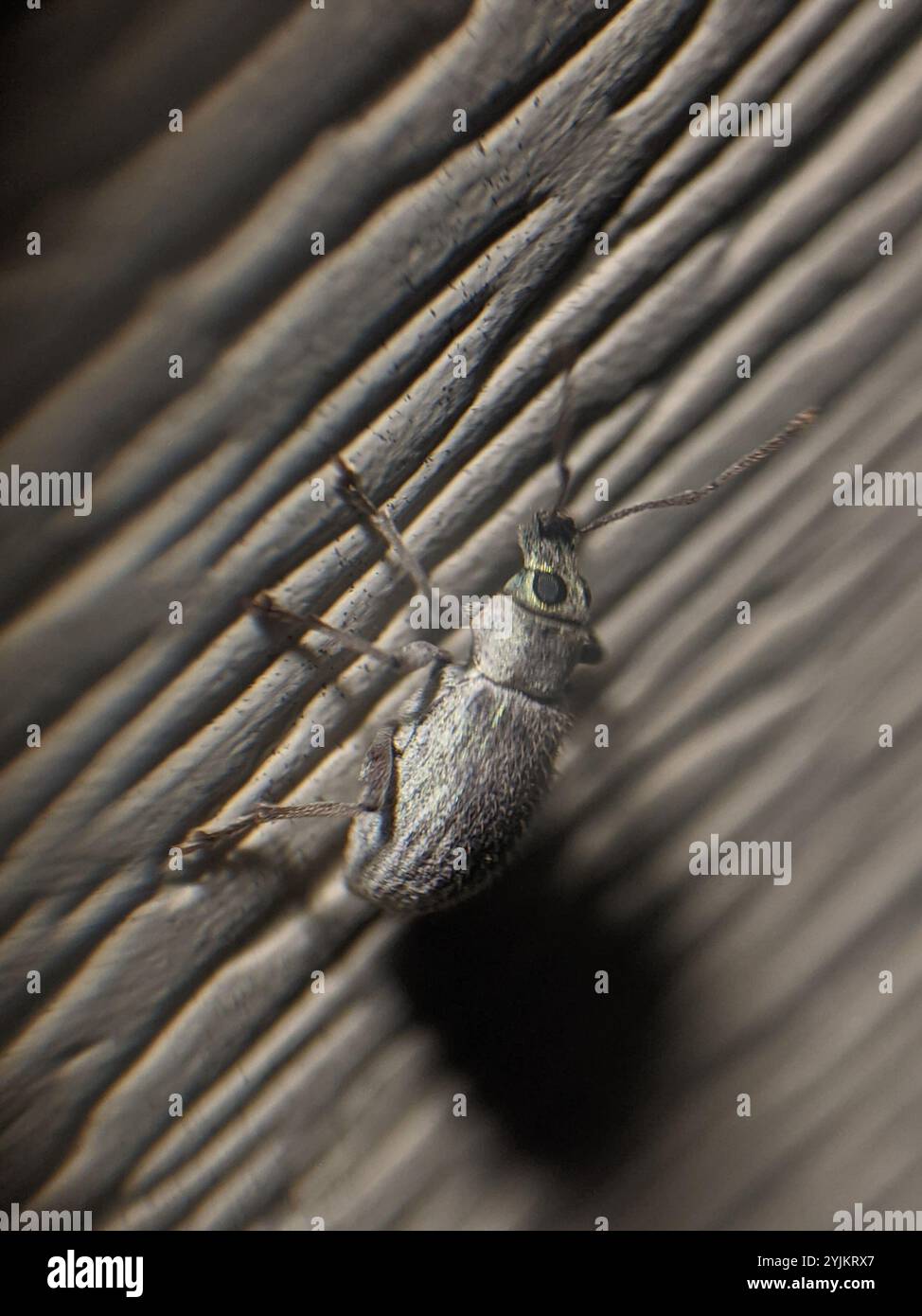 Asian oak weevil hi-res stock photography and images - Alamy