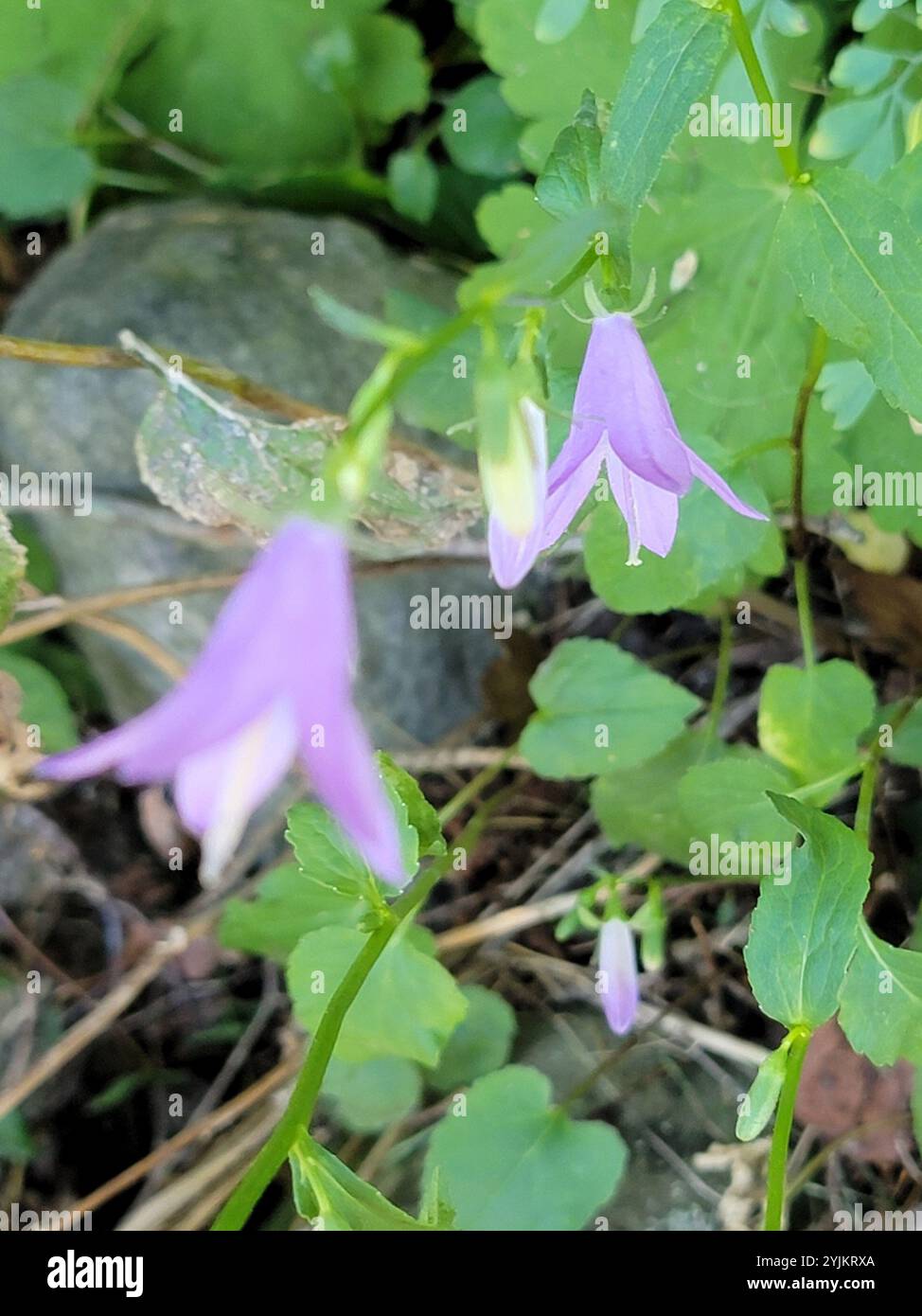 Creeping Bellflower (Campanula rapunculoides Stock Photo - Alamy