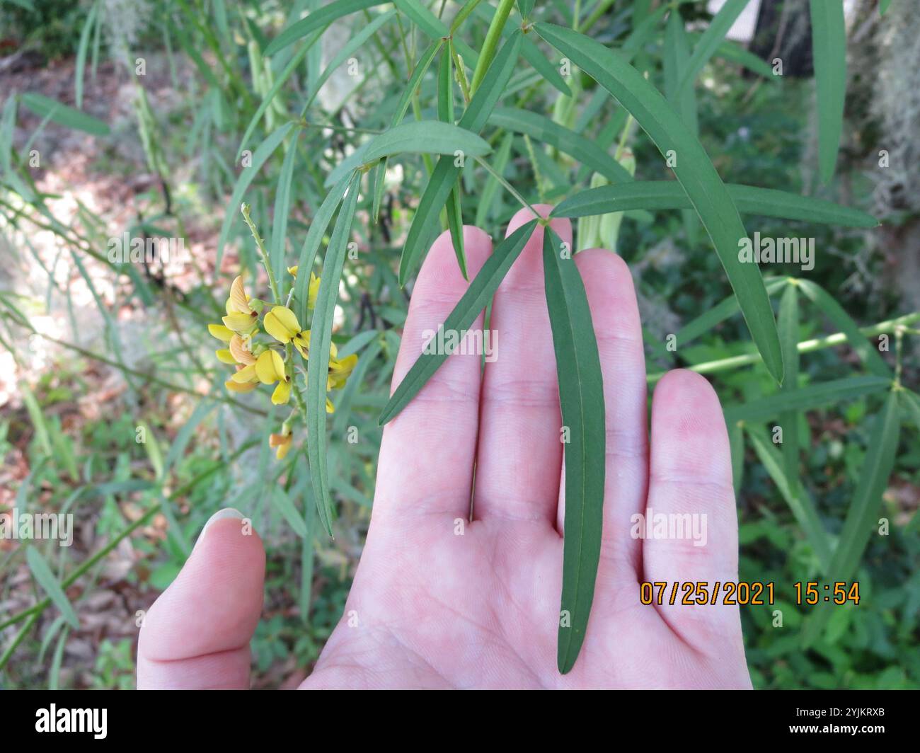 lanceleaf rattlebox (Crotalaria lanceolata Stock Photo - Alamy