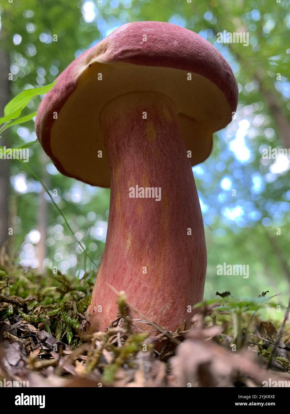 Two colored bolete hi-res stock photography and images - Alamy