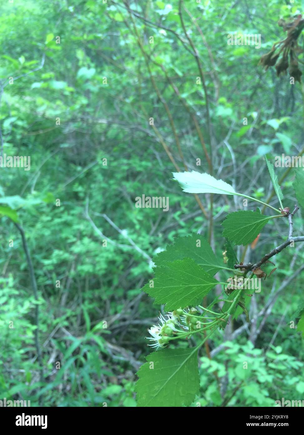 Glabrous-fruit Fireberry Hawthorn (Crataegus chrysocarpa phoeniceoides ...
