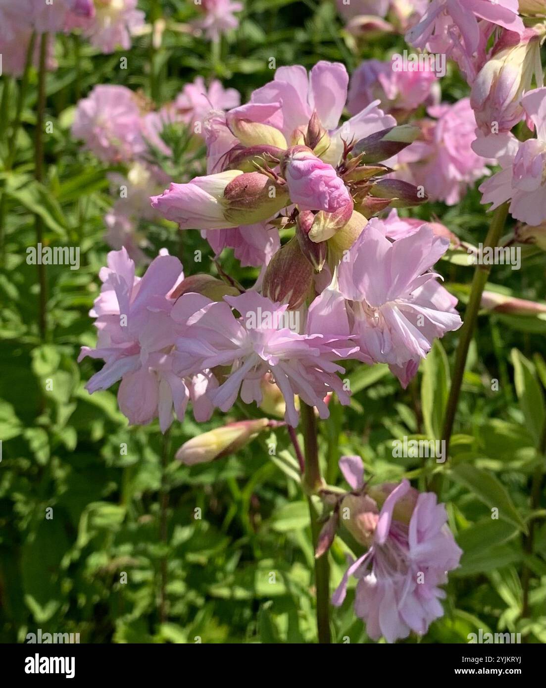 common soapwort (Saponaria officinalis Stock Photo - Alamy