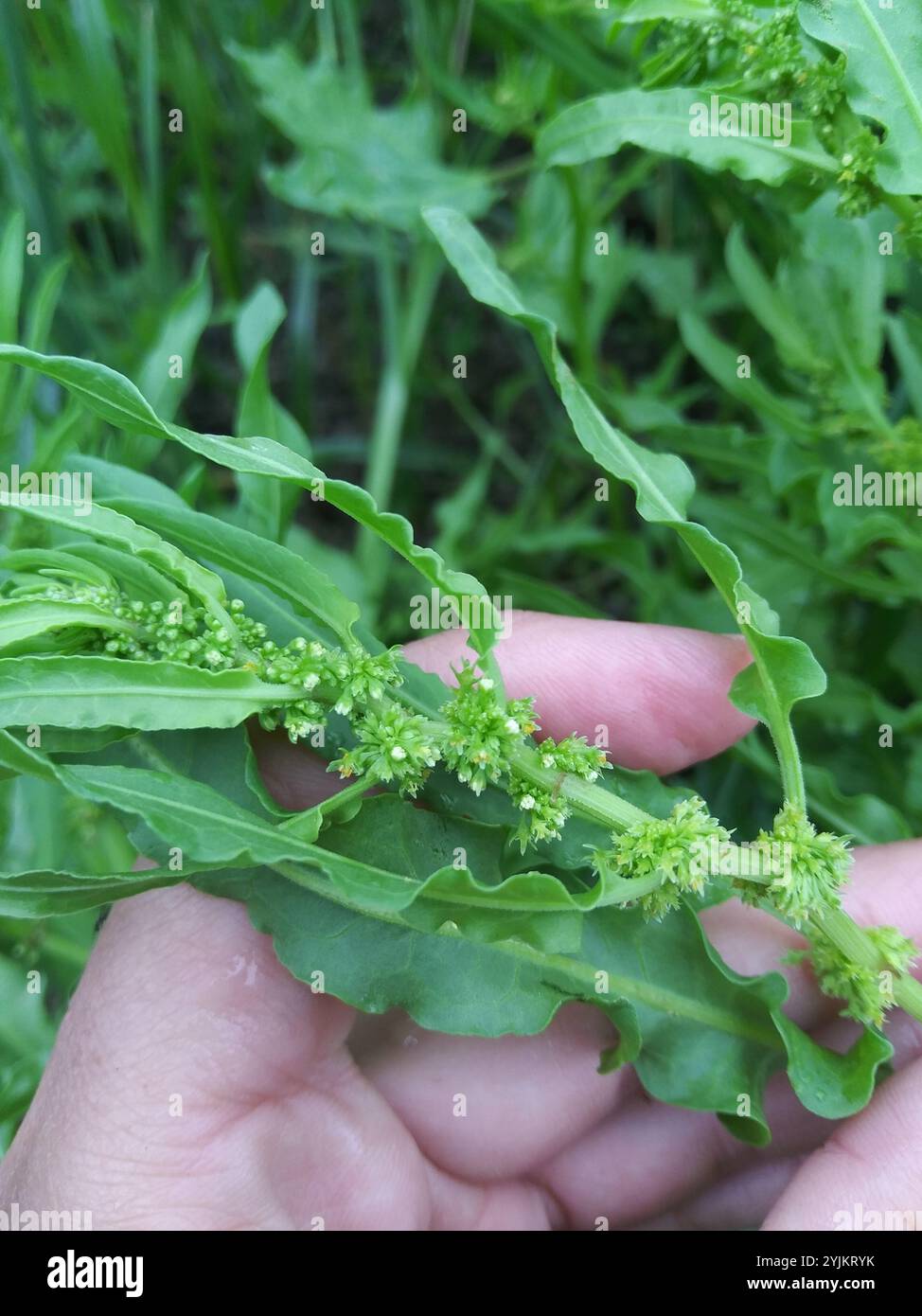 Golden Dock (Rumex maritimus Stock Photo - Alamy