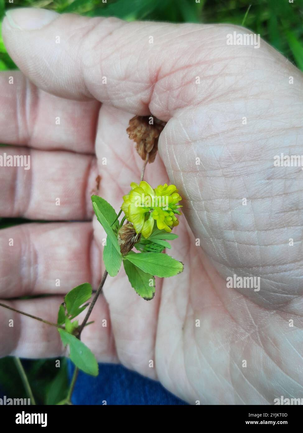 hop trefoil (Trifolium campestre Stock Photo - Alamy