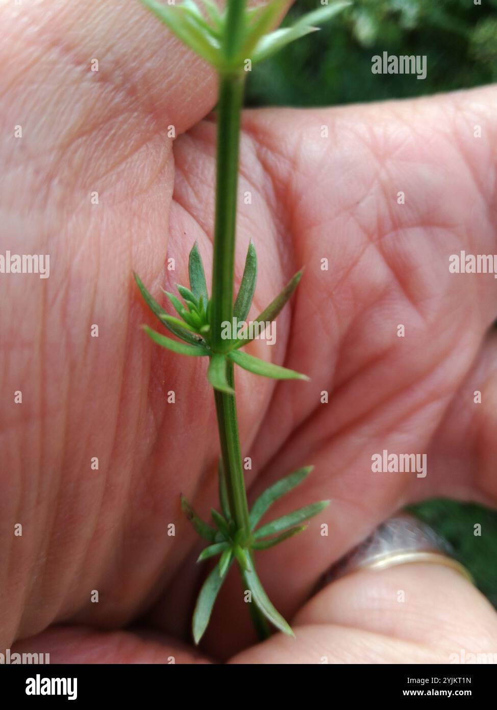 white bedstraw (Galium album Stock Photo - Alamy