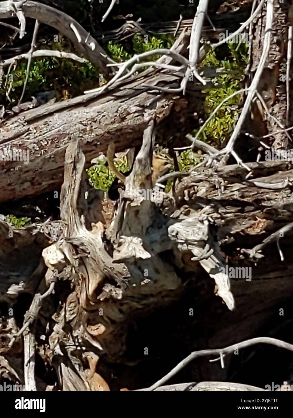Least Chipmunk (Neotamias minimus Stock Photo - Alamy
