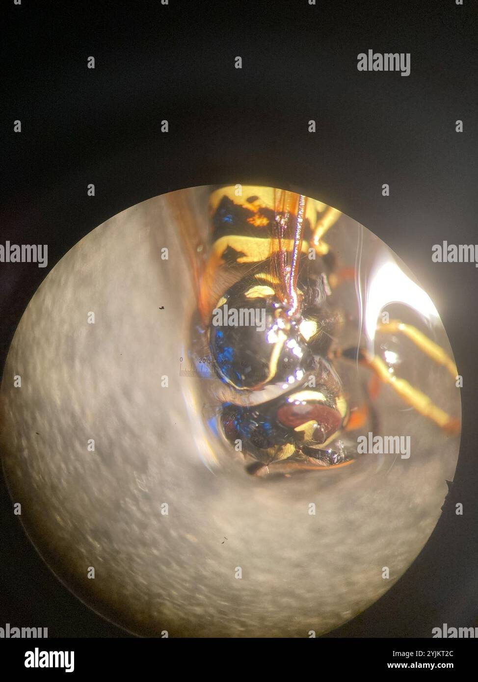 Alaska Yellowjacket (Vespula alascensis Stock Photo - Alamy