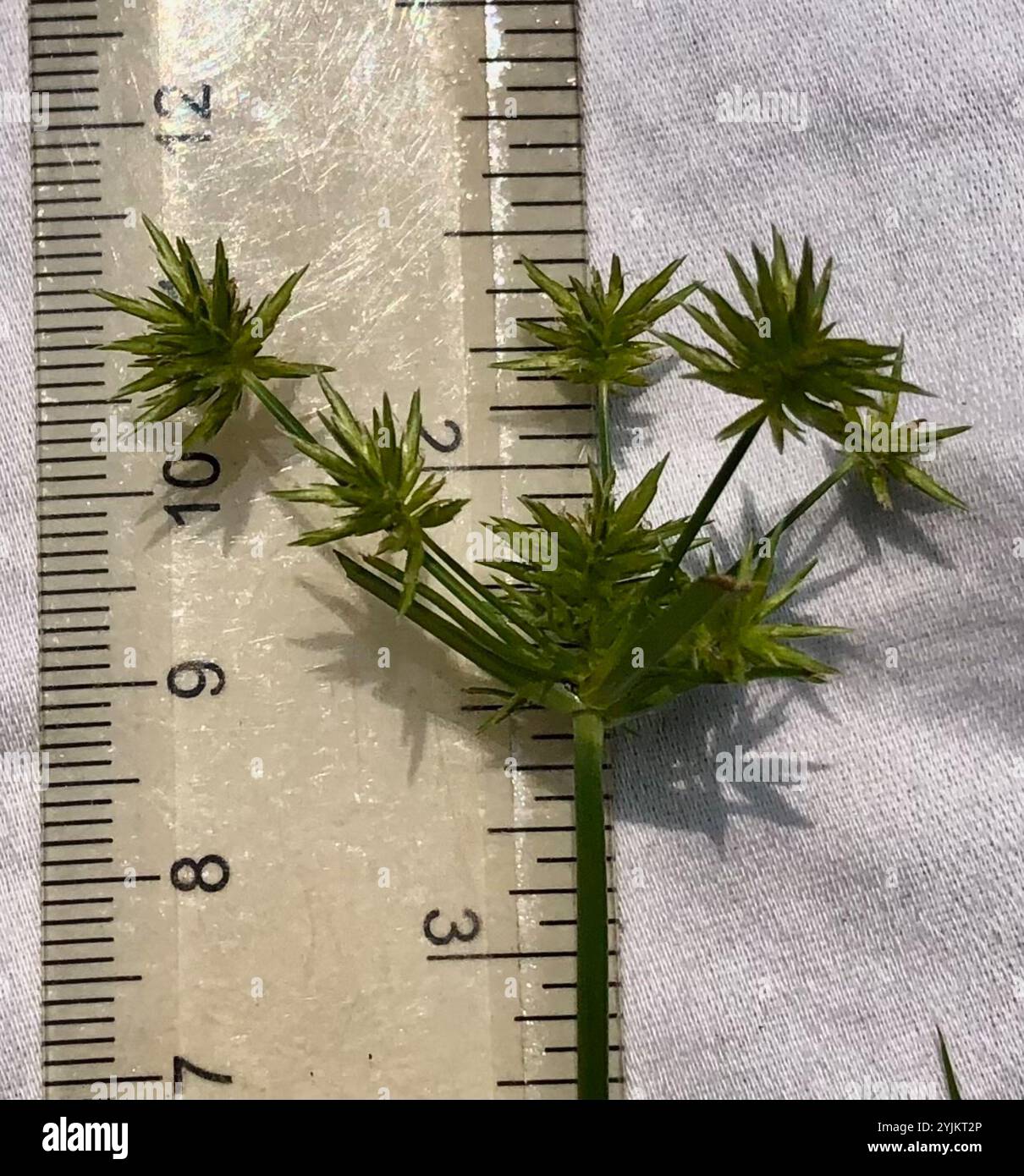 Baldwin's Flatsedge (Cyperus croceus Stock Photo - Alamy