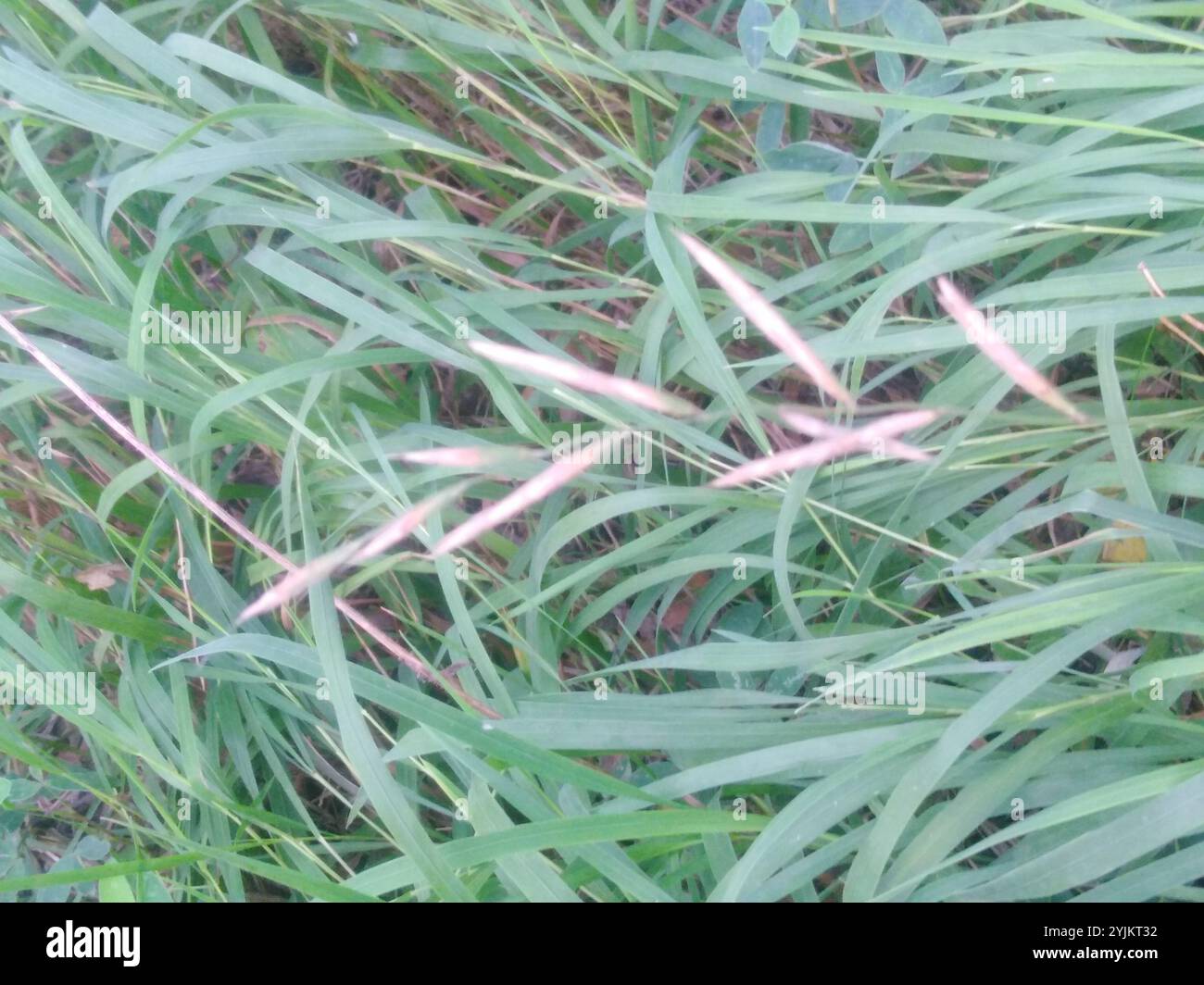 Brachypodium pinnatum hi-res stock photography and images - Alamy