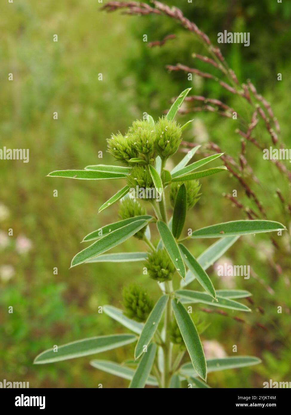 round-headed bush clover (Lespedeza capitata Stock Photo - Alamy