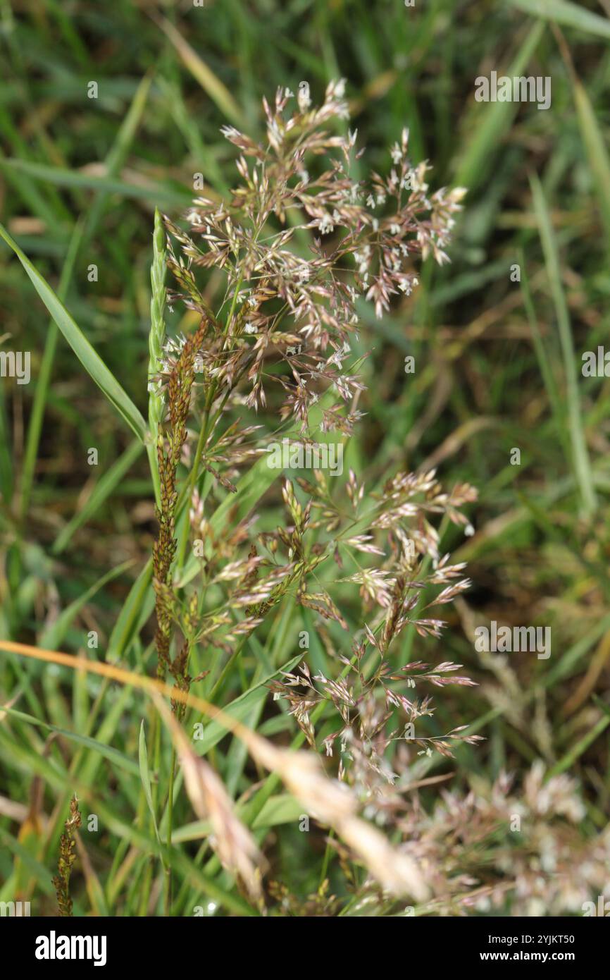 colonial bent (Agrostis capillaris Stock Photo - Alamy