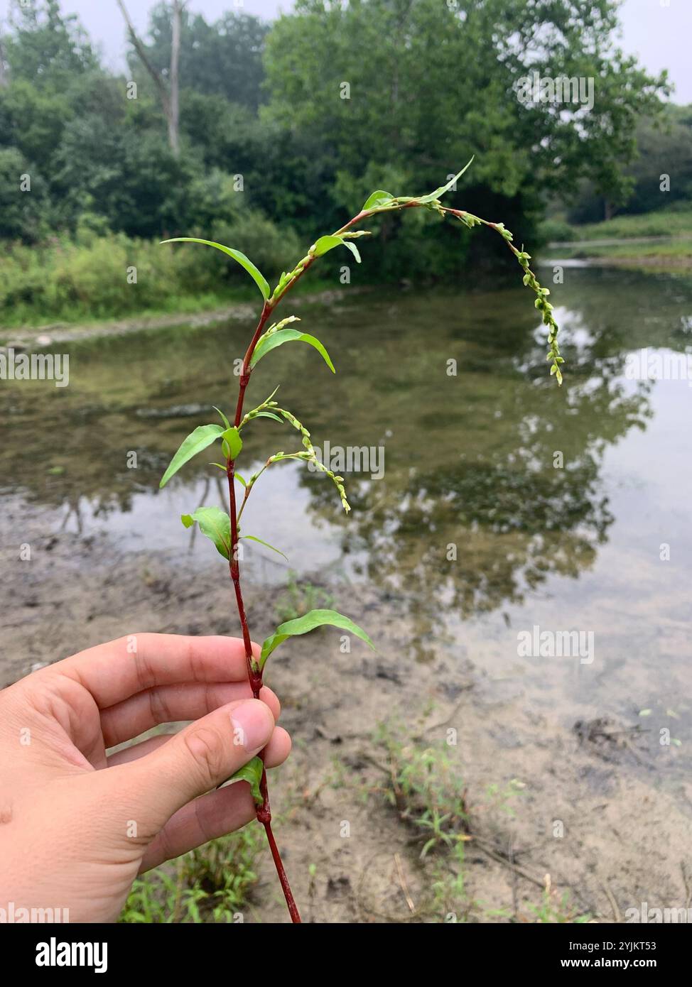 waterpepper (Persicaria hydropiper Stock Photo - Alamy