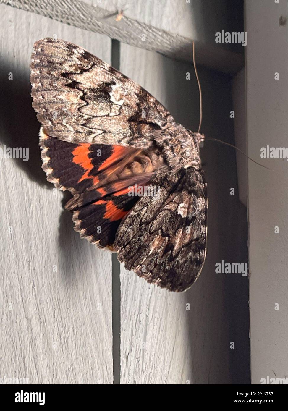 Ilia Underwing (Catocala ilia Stock Photo - Alamy