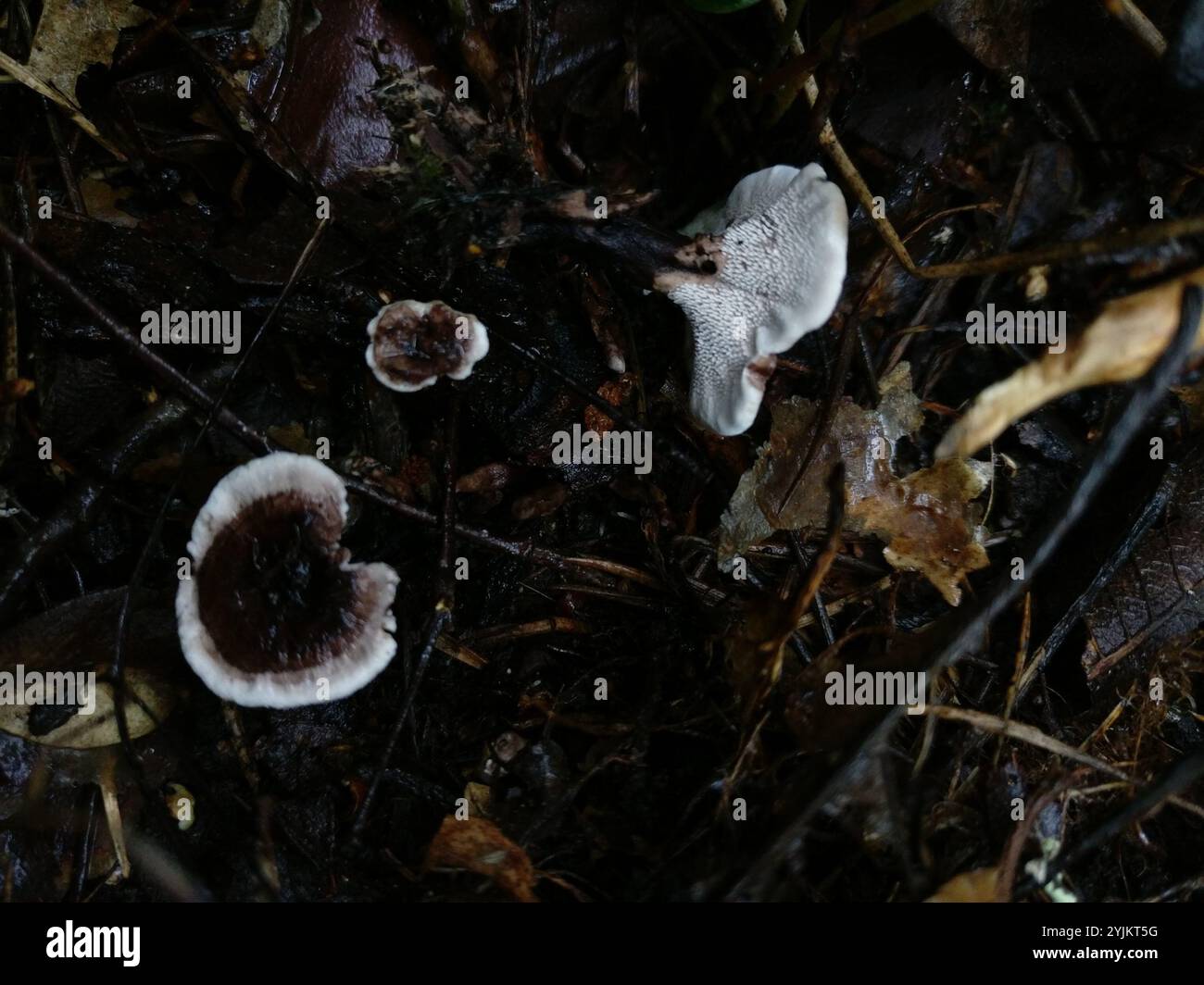Grey Tooth (Phellodon melaleucus Stock Photo - Alamy