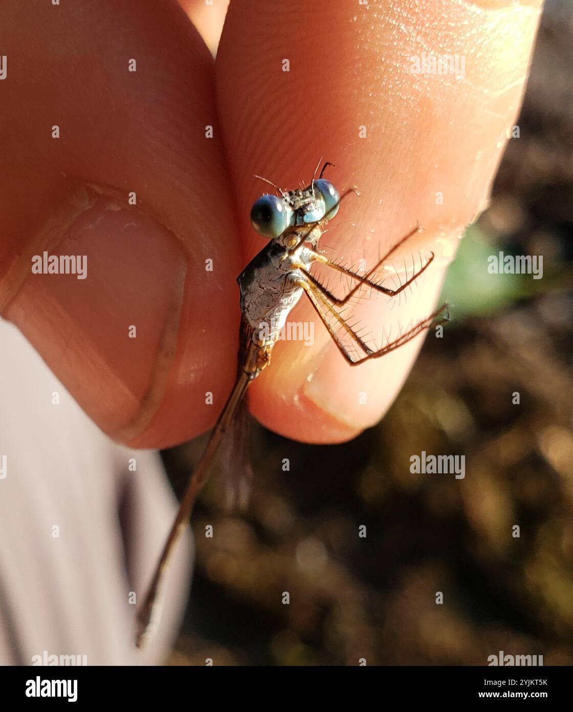 Swamp Spreadwing (Lestes vigilax Stock Photo - Alamy