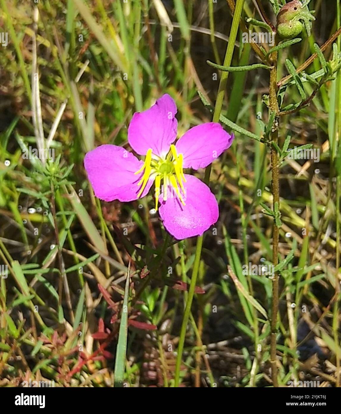 West Indian meadowbeauty (Rhexia cubensis Stock Photo - Alamy