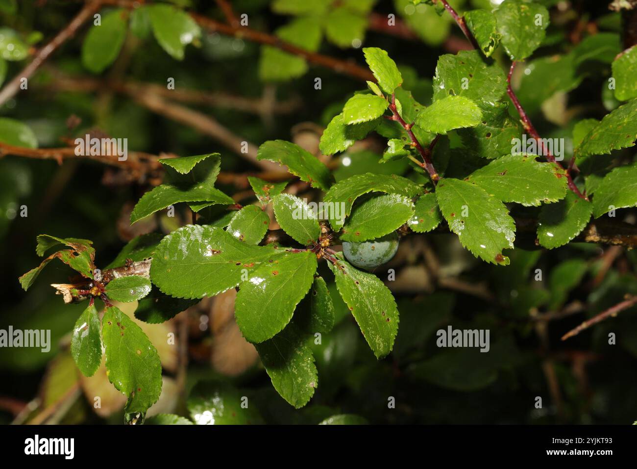 Blackthorn (Prunus spinosa Stock Photo - Alamy