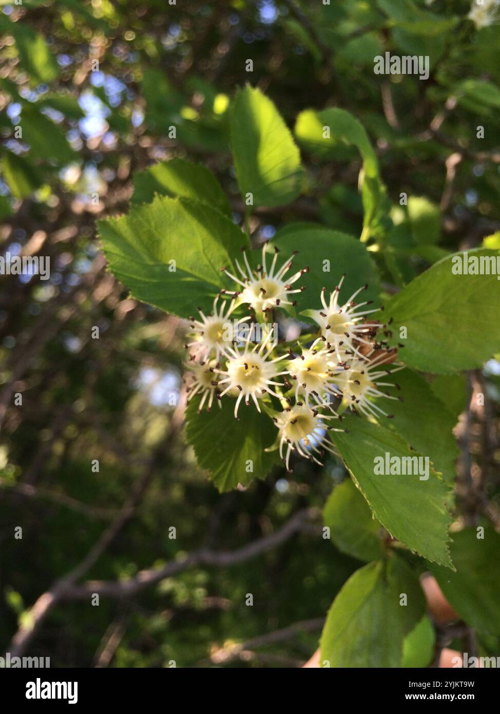 Caughnawaga hawthorn (Crataegus suborbiculata Stock Photo - Alamy