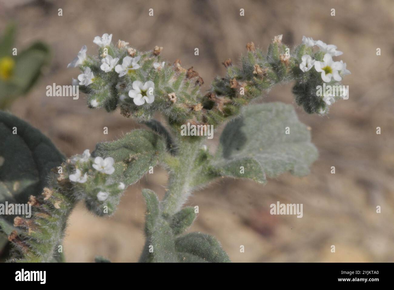 European heliotrope (Heliotropium europaeum Stock Photo - Alamy