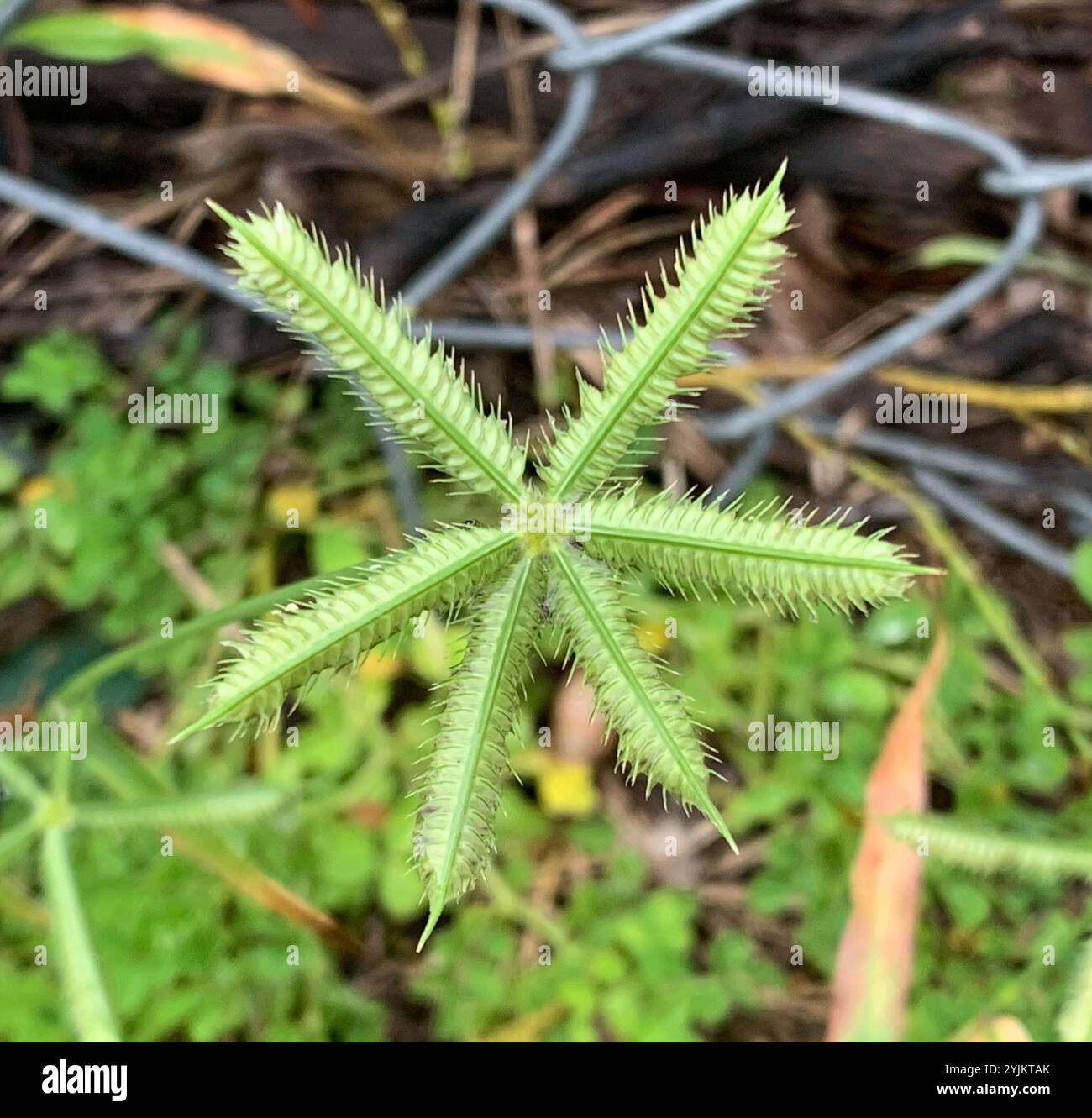 Durban Crowfoot (Dactyloctenium aegyptium Stock Photo - Alamy