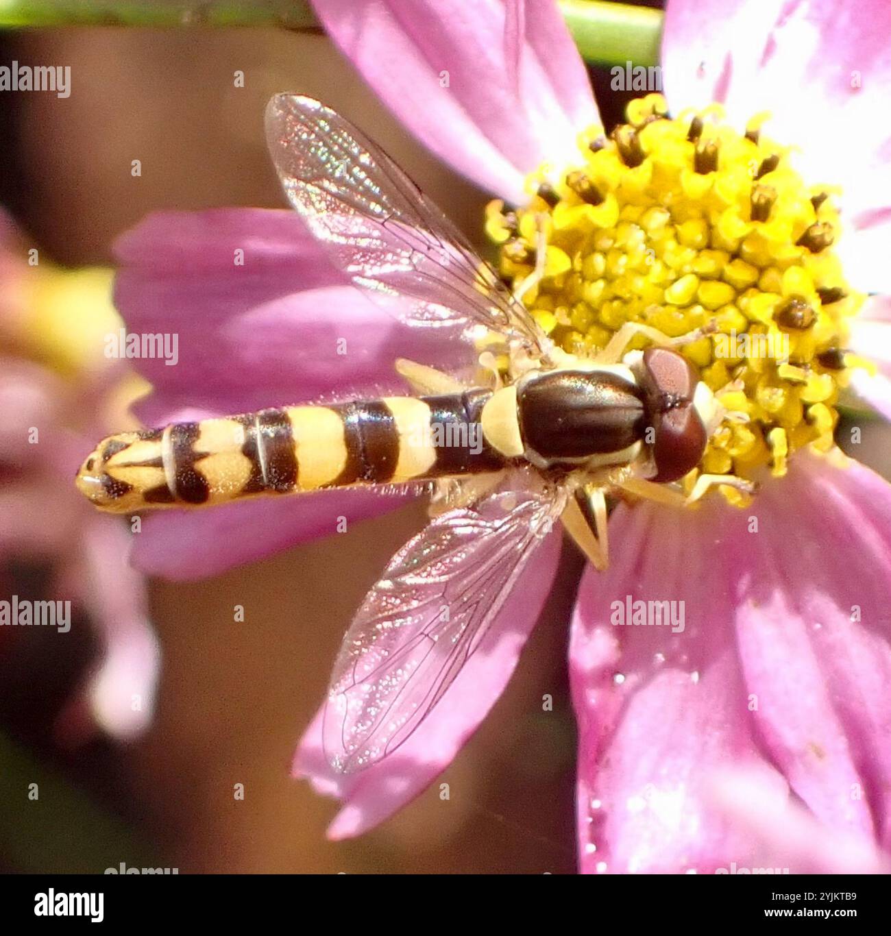 Common Globetail (Sphaerophoria scripta Stock Photo - Alamy