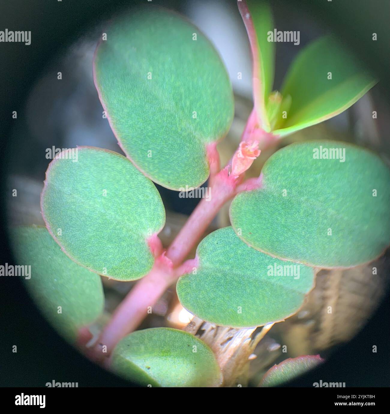 limestone sandmat (Euphorbia blodgettii Stock Photo - Alamy
