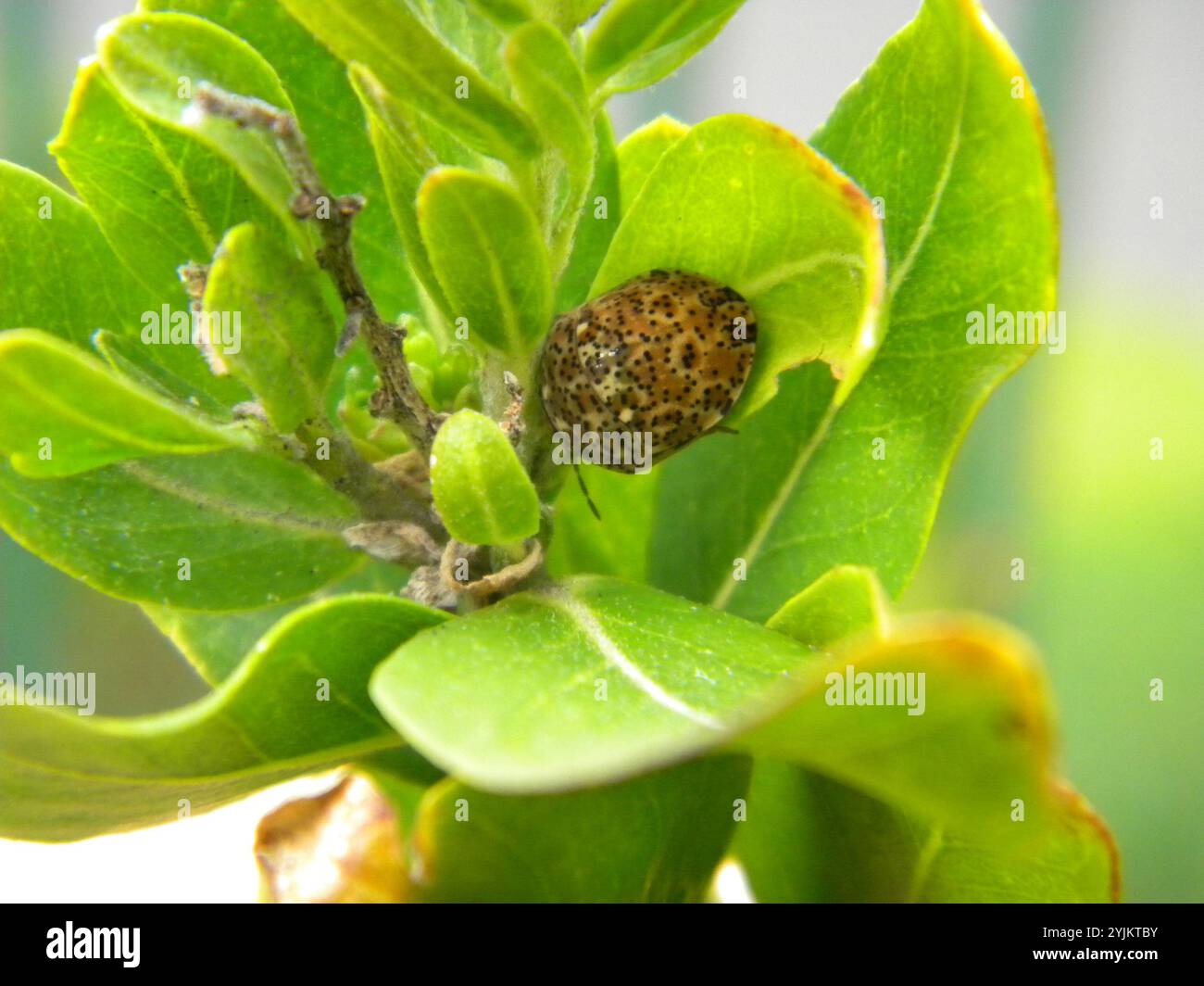Sphaerocoris hi-res stock photography and images - Alamy