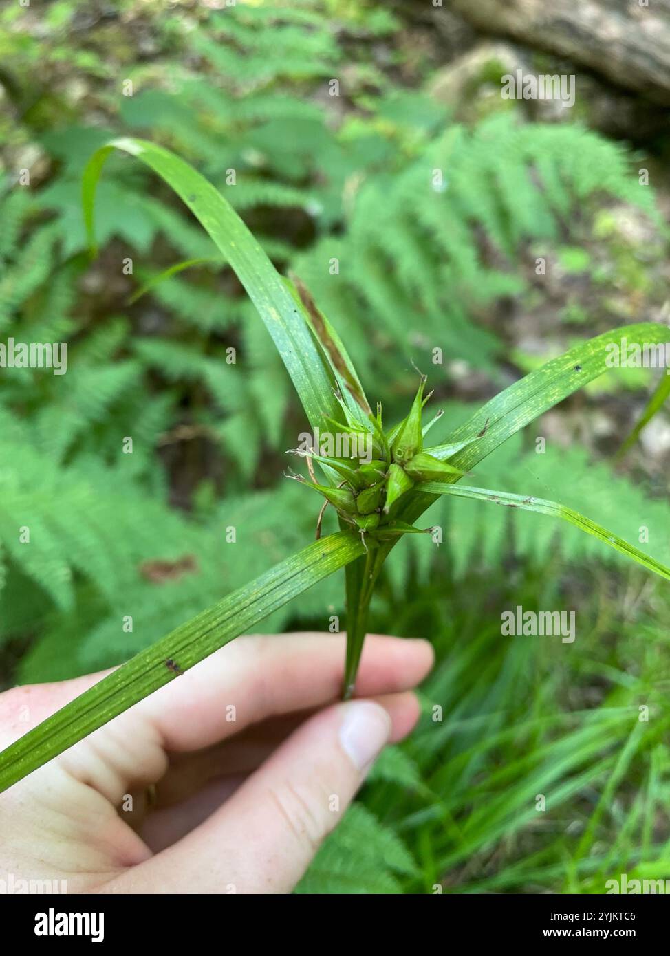 Bladder sedge hi-res stock photography and images - Alamy