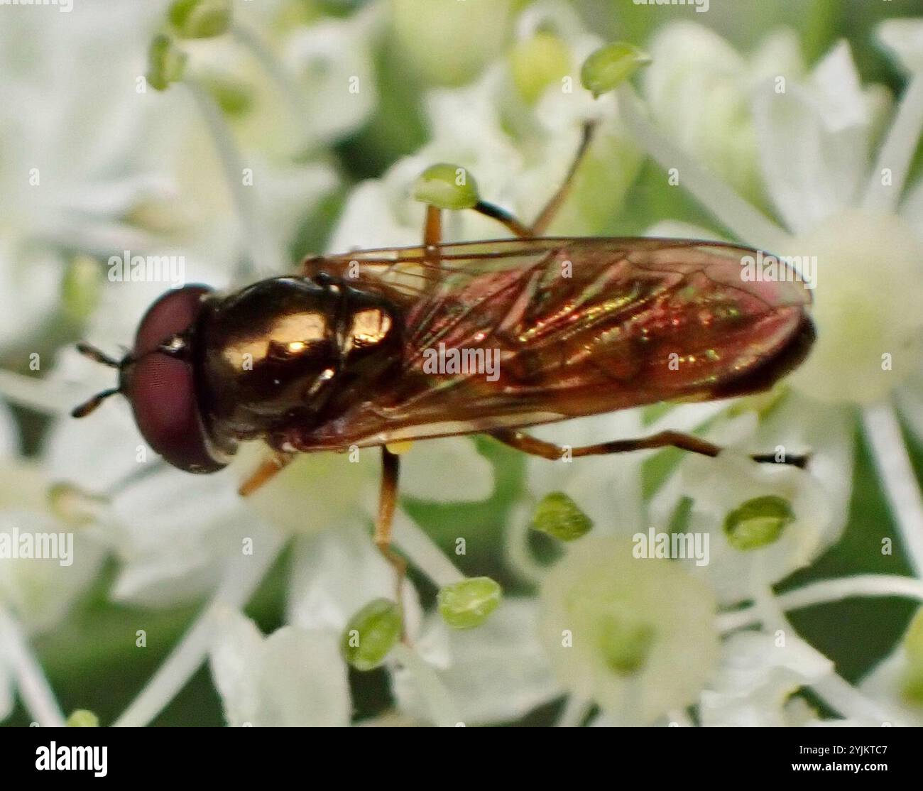 Variable Duskyface Fly (Melanostoma mellinum Stock Photo - Alamy