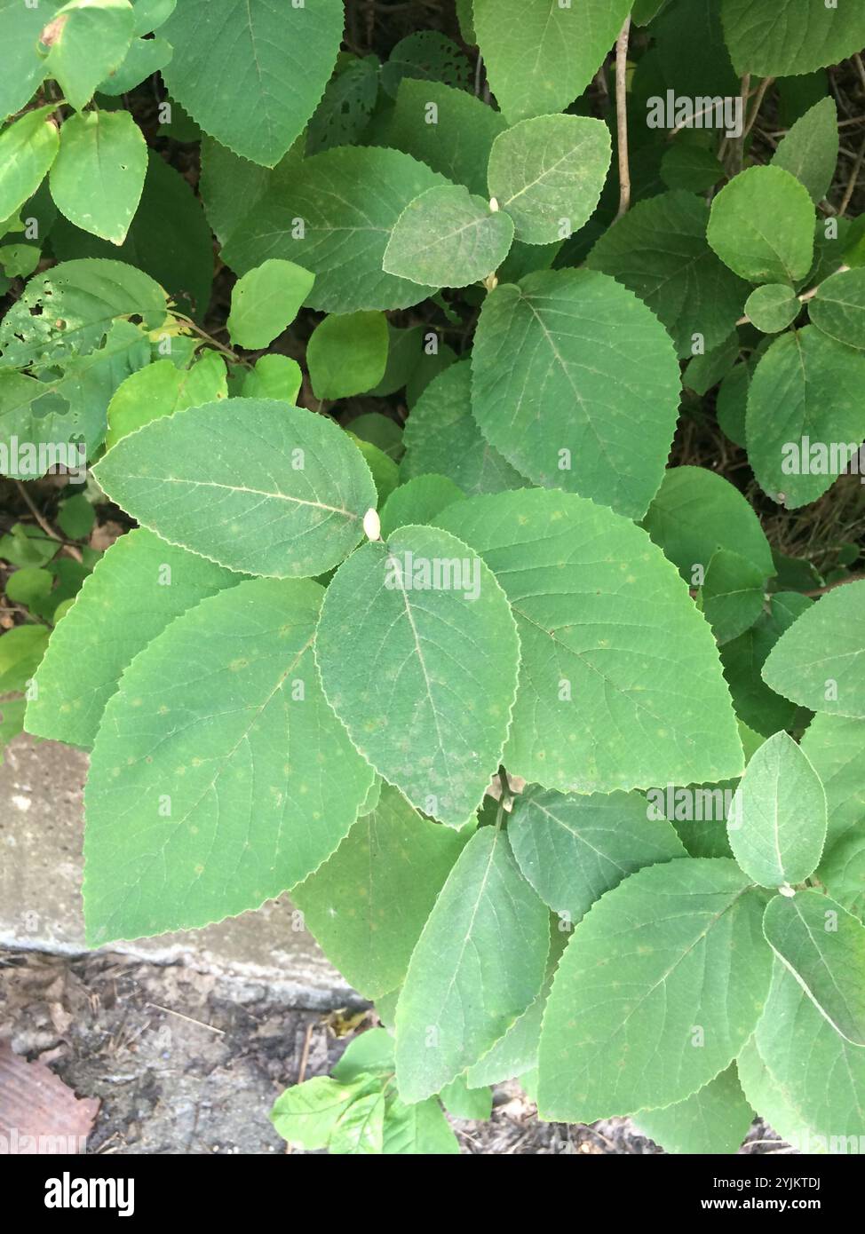 Wayfaring-tree (Viburnum lantana Stock Photo - Alamy