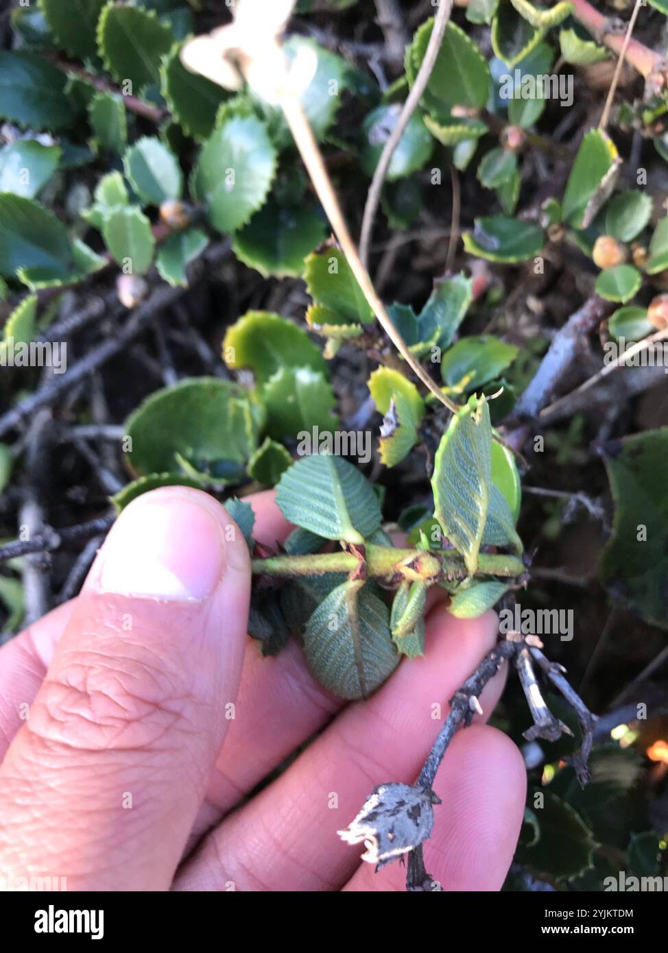 Point Reyes ceanothus (Ceanothus gloriosus gloriosus Stock Photo - Alamy