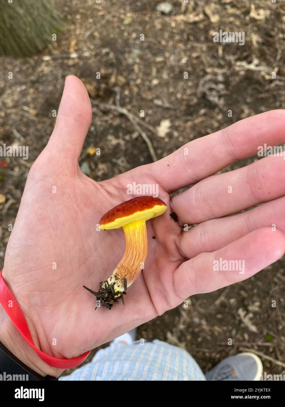 Bicolor bolete hi-res stock photography and images - Alamy