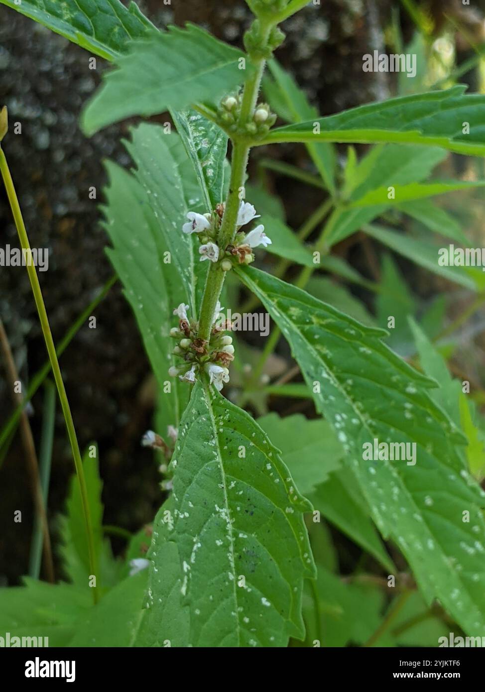 northern bugleweed (Lycopus uniflorus Stock Photo - Alamy