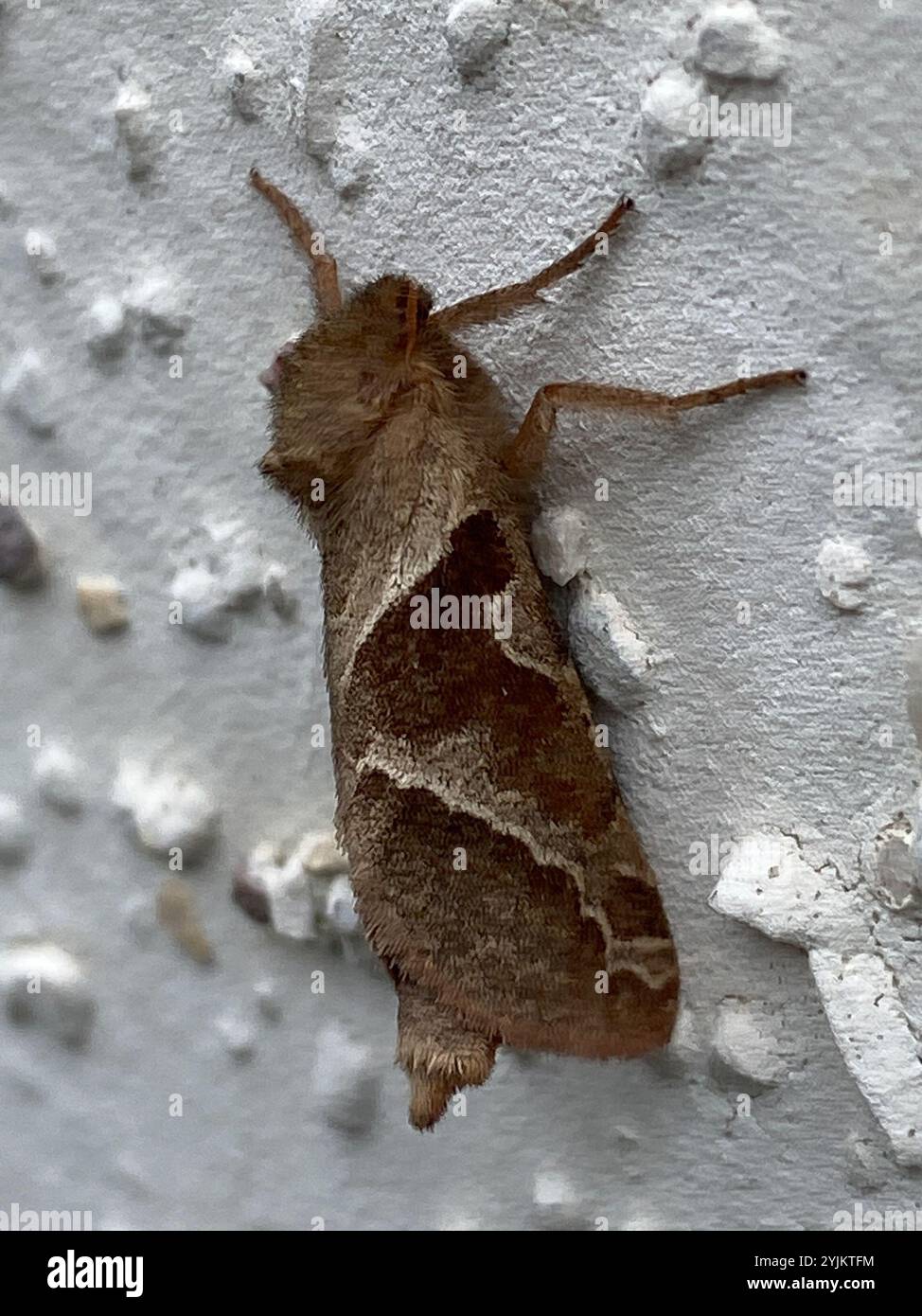 Orange Swift (Triodia sylvina Stock Photo - Alamy Orange Swift (Triodia sylvina Stock Photo - Alamy
