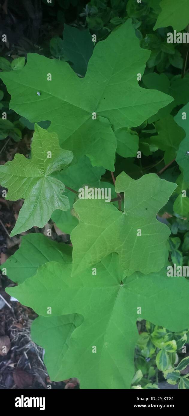 bigleaf maple (Acer macrophyllum Stock Photo - Alamy