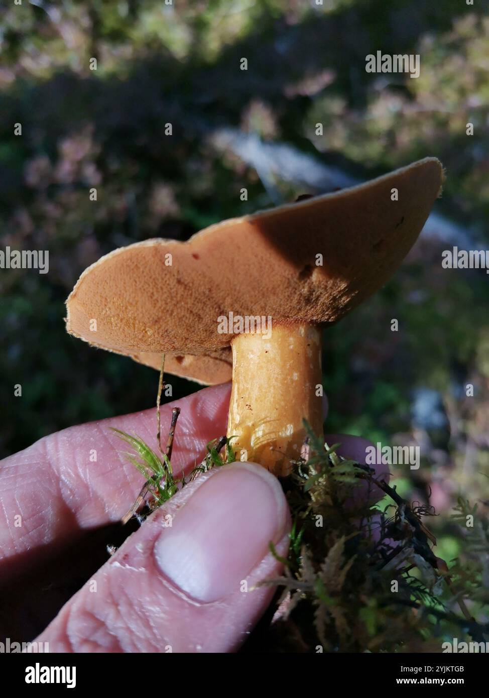 Velvet Bolete (Suillus variegatus Stock Photo - Alamy