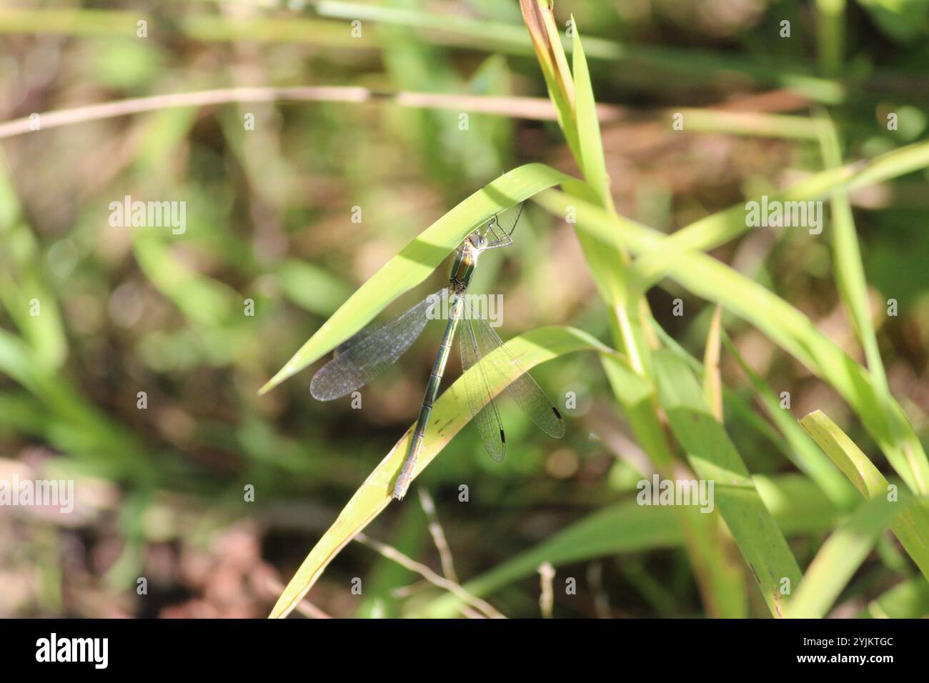 Common Spreadwing (Lestes sponsa Stock Photo - Alamy