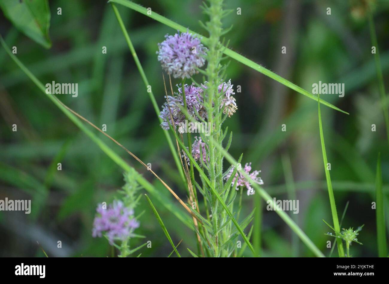 Grassleaf Barbara's-Buttons (Marshallia graminifolia Stock Photo - Alamy