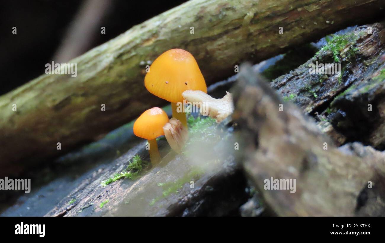 orange mycena (Mycena leaiana Stock Photo - Alamy