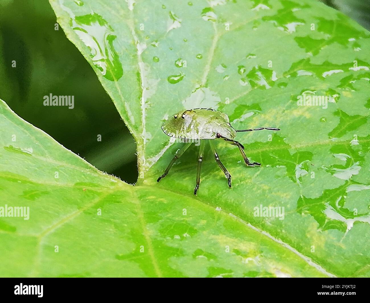 Green Shield Bug (Palomena prasina Stock Photo - Alamy