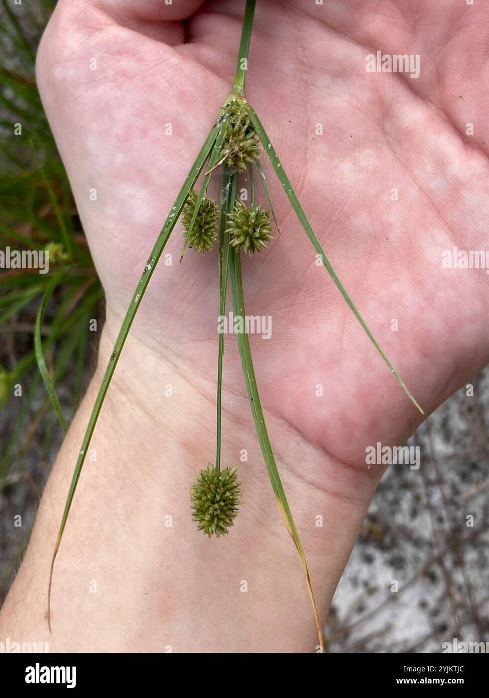 Pinebarren Flatsedge (Cyperus retrorsus Stock Photo - Alamy