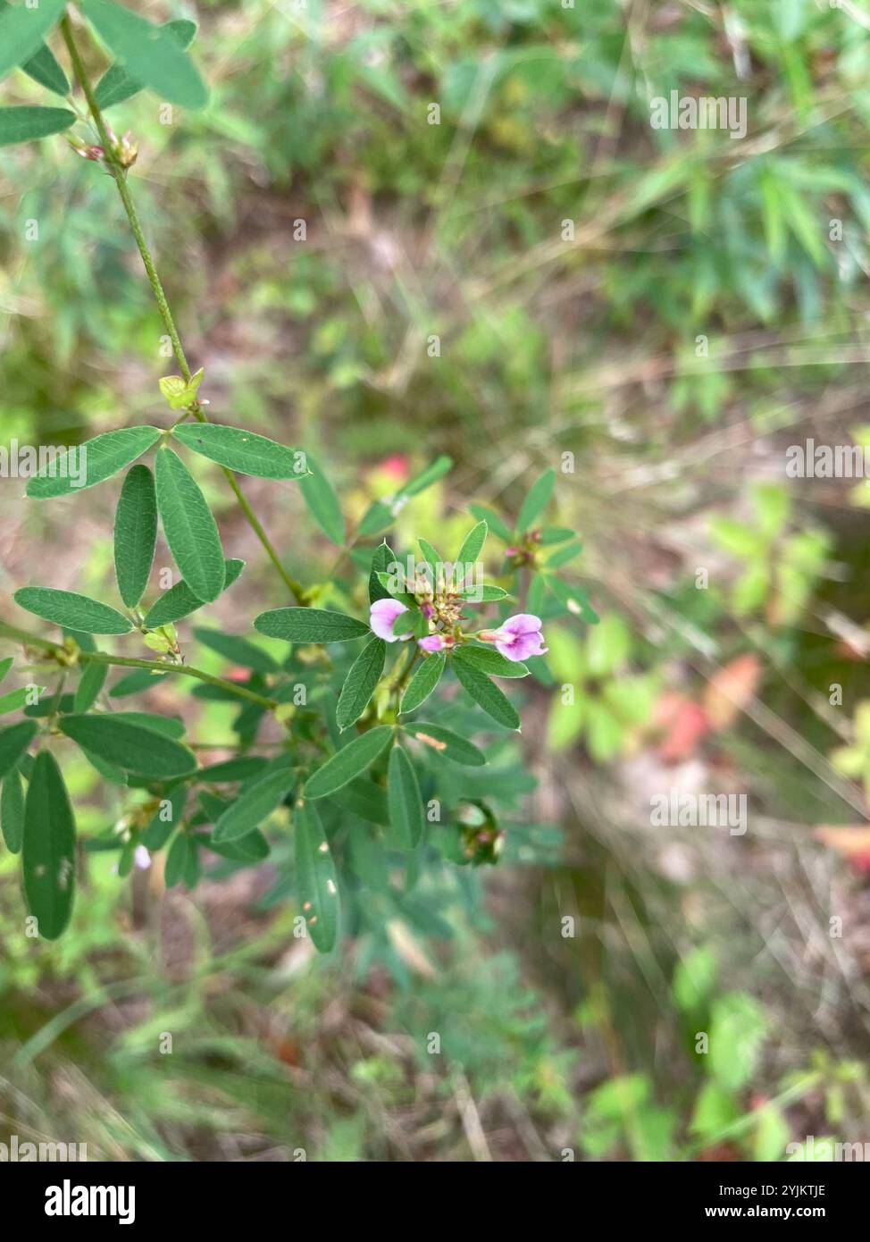 slender bush clover (Lespedeza virginica Stock Photo - Alamy